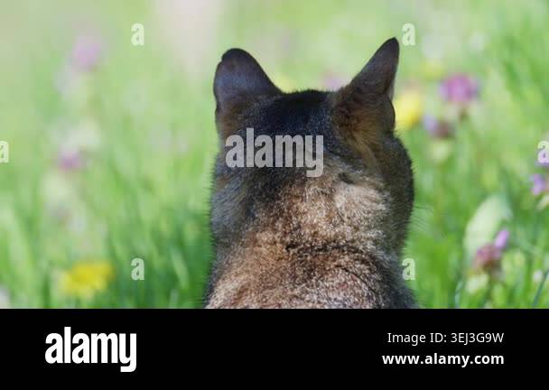 Tabby cat sniffing and exploring fresh green grass in a natural ...