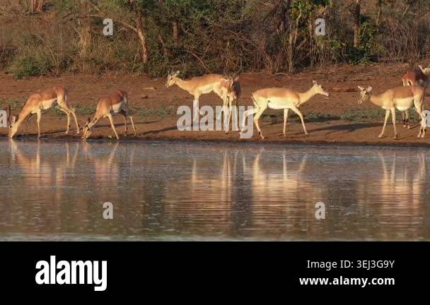 Herd of alert impala antelopes (Aepyceros melampus) at a waterhole ...