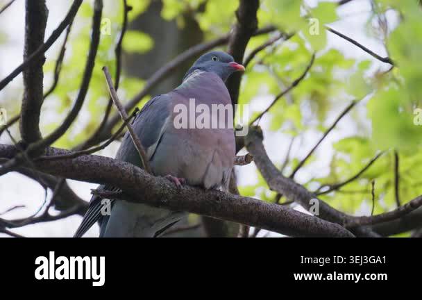 Close up of a pigeon perched on a tree branch surrounded by green ...