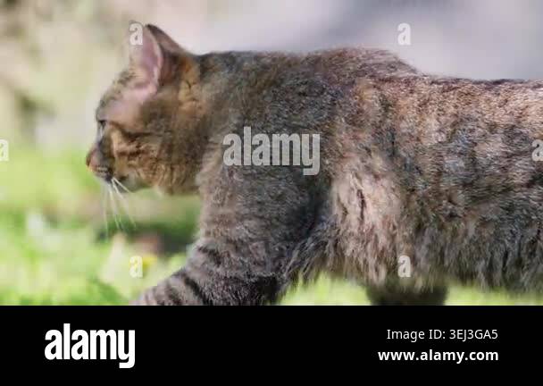 Tabby cat sniffing and exploring fresh green grass in a natural ...