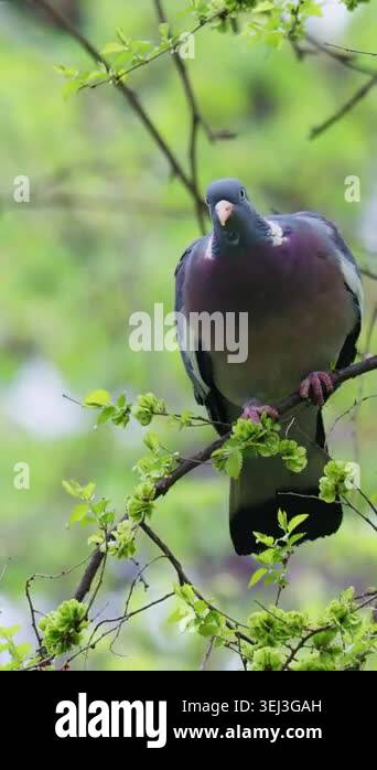 A pigeon perched on a tree branch with fresh green leaves, captured in ...