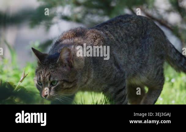 Tabby cat sniffing and exploring fresh green grass in a natural ...
