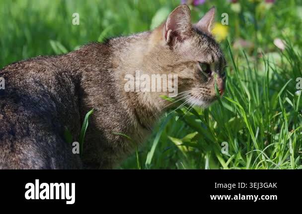 Tabby cat sniffing and exploring fresh green grass in a natural ...