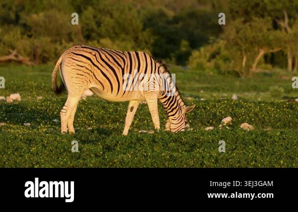 A plains zebra (Equus burchelli) grazing in late afternoon light ...