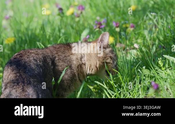 Tabby cat sniffing and exploring fresh green grass in a natural ...