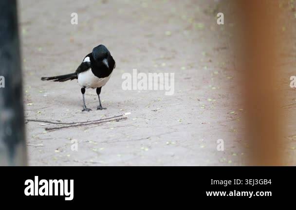 Magpie bird standing on the ground near trees and small objects ...