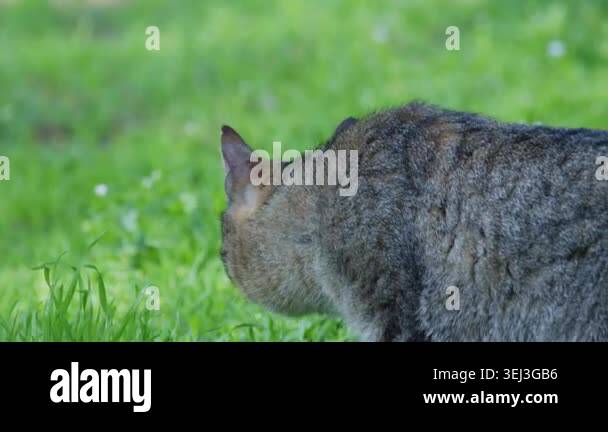 Tabby cat sniffing and exploring fresh green grass in a natural ...