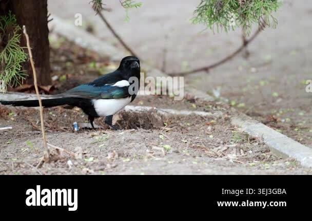 Magpie bird standing still and looking around attentively on a dirt ...