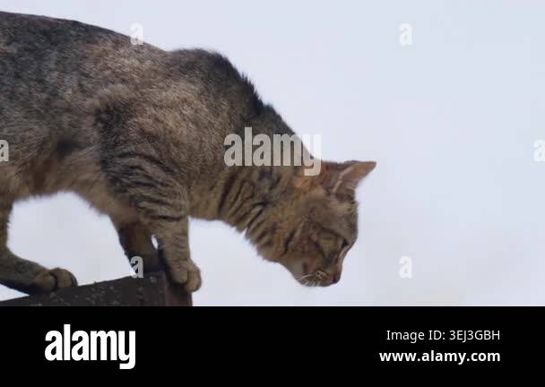 Tabby cat carefully walking along a metal or stone ledge in natural ...