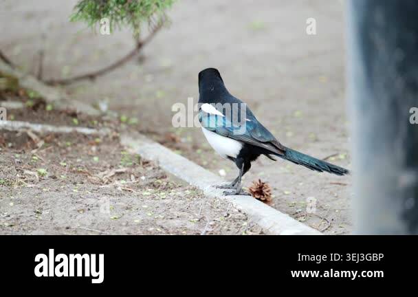 Magpie bird standing on the ground near trees and small objects ...