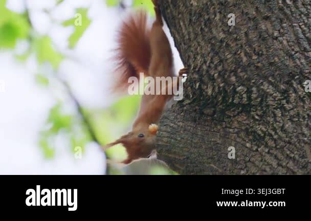 A close up of a red squirrel holding and eating food on the ground ...