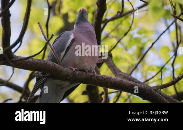Close up of a pigeon perched on a tree branch surrounded by green ...