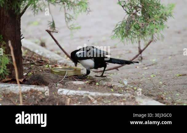Magpie bird standing on the ground near trees and small objects ...