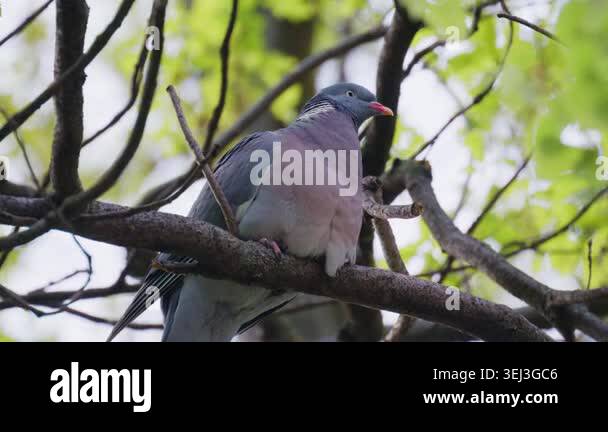 Close up of a pigeon perched on a tree branch surrounded by green ...