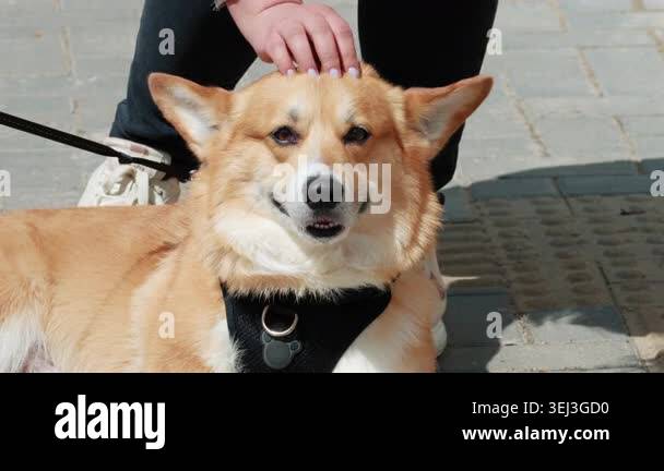 Close up of a Corgi dog being gently petted by a woman Stock Video ...
