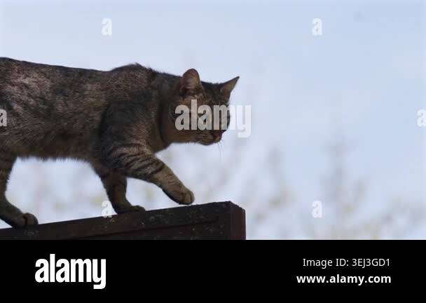 Tabby cat carefully walking along a metal or stone ledge in natural ...