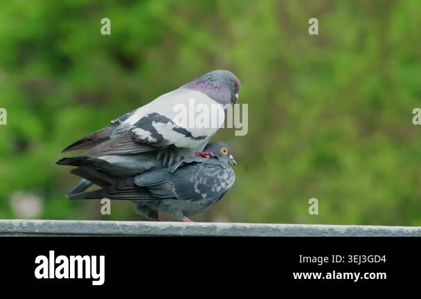 Two pigeons mating on a metal railing with a soft green background ...