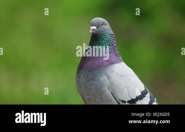 Close up of a pigeon standing on a railing and looking toward the ...