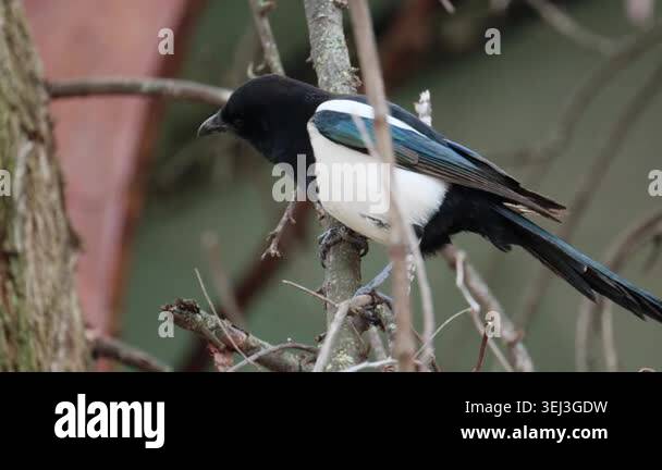 Magpie bird moving among tree branches, natural habitat scene showing ...