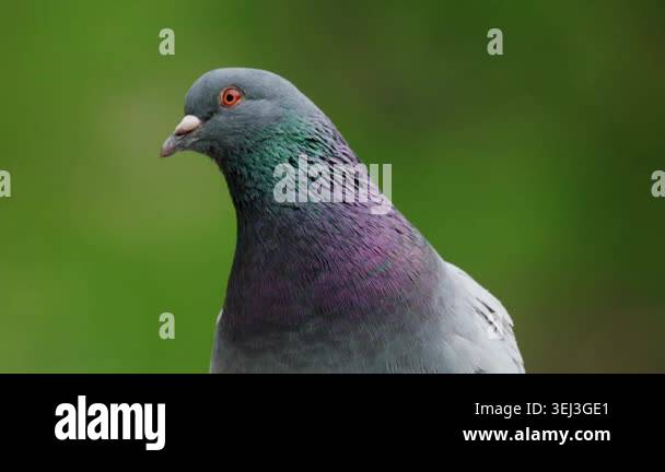 Close up of a pigeon standing on a railing and looking toward the ...