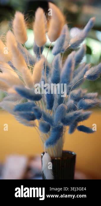 Close up of soft, fluffy dried plants in shades of light blue and beige ...