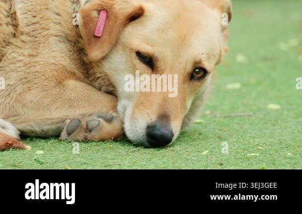 Light brown dog resting on green pavement in an outdoor urban area ...