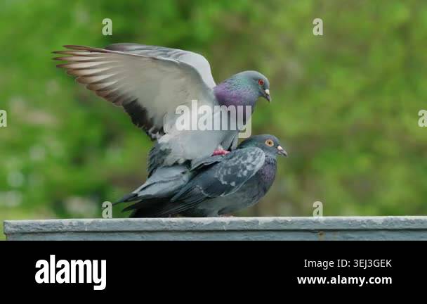 Close up of two pigeons mating on a railing with one bird spreading its ...