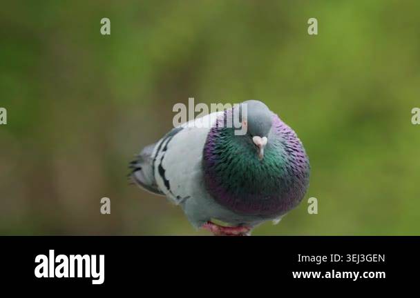 Close up of a pigeon standing on a railing and looking toward the ...