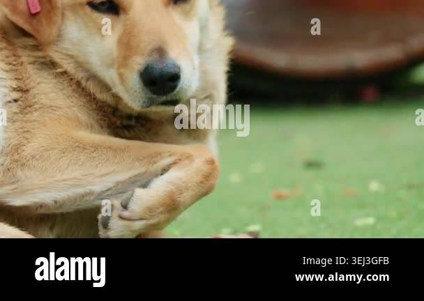 Light brown dog resting on green pavement in an outdoor urban area ...