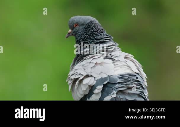 Detailed close up of a pigeon with iridescent purple and green feathers ...