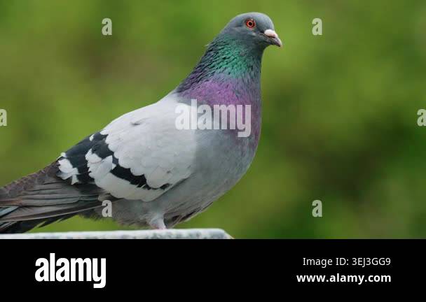 Close up of a pigeon standing on a railing and looking toward the ...