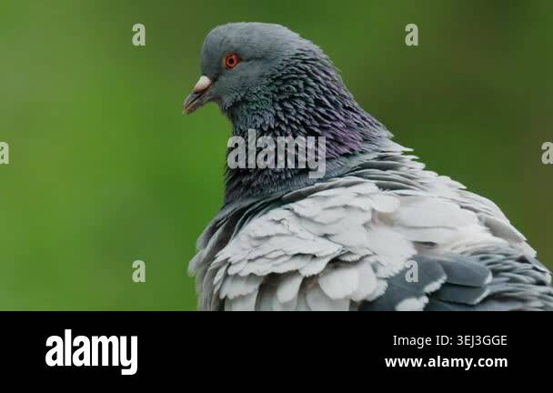 Detailed close up of a pigeon with iridescent purple and green feathers ...