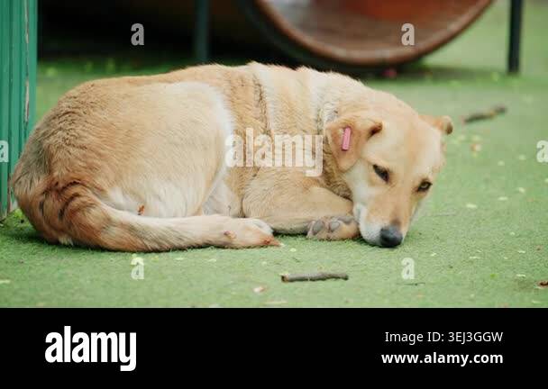 Light brown dog resting on green pavement in an outdoor urban area ...