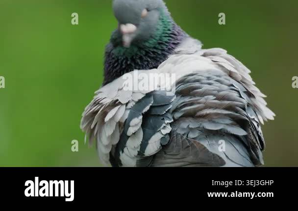 Detailed close up of a pigeon with iridescent purple and green feathers ...