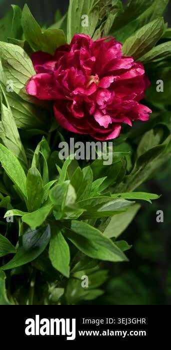 Close-up 4K vertial video of a deep red peony featuring delicate petals ...