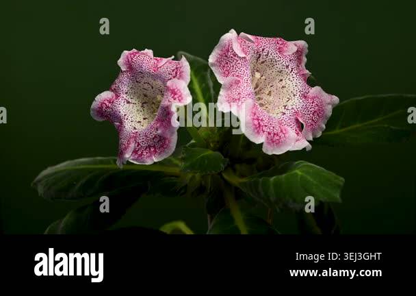Close-up 4K video of a pink speckled hybrid gloxinia blossoms showing ...