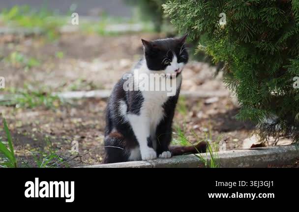 Black and white cat sitting on the ground near greenery, looking alert ...
