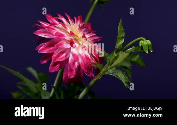 Close-up 4K video of a blooming bicolor dahlia with green stems and ...