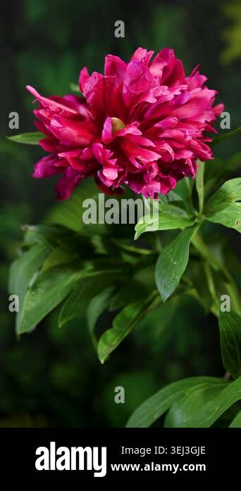 Close-up 4K vertial video of a deep red peony featuring delicate petals ...