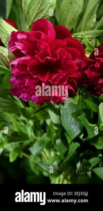 Close-up 4K vertial video of a deep red peony featuring delicate petals ...