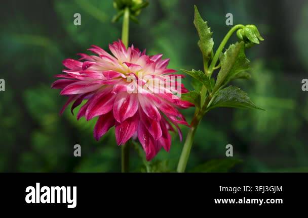 Close-up 4K video of a blooming bicolor dahlia with green stems and ...