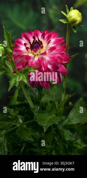 Close-up 4K video of a blooming bicolor dahlia with green stems and ...