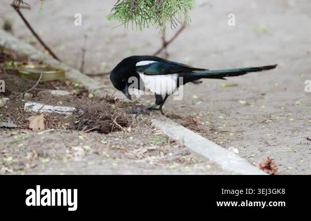 Magpie bird standing on the ground near trees and small objects ...