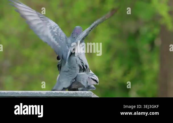 Close up of two pigeons mating on a railing with one bird spreading its ...