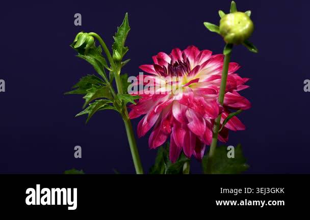 Close-up 4K video of a blooming bicolor dahlia with green stems and ...