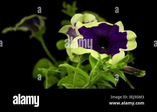 Close-up 4K video of a striking bicolor purple and cream surfinia ...