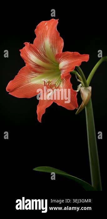 Close-up 4K video of a vibrant orange Hippeastrum flower featuring ...