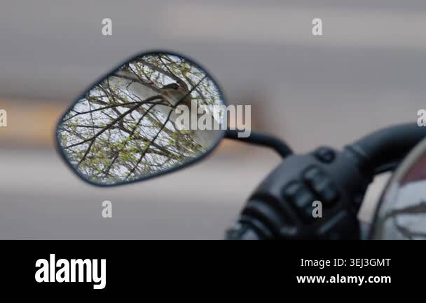 Close up of a motorcycle side mirror reflecting tree branches and an ...