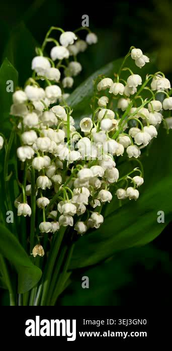 Close-up 4K vertial video of a vibrant bouquet of blooming lily of the ...