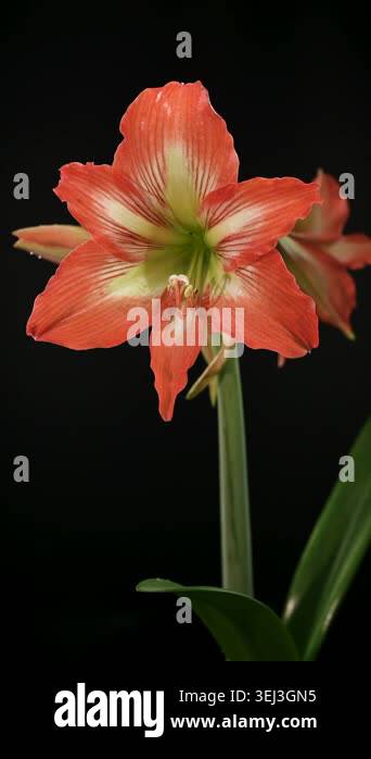 Close-up 4K video of a vibrant orange Hippeastrum flower featuring ...